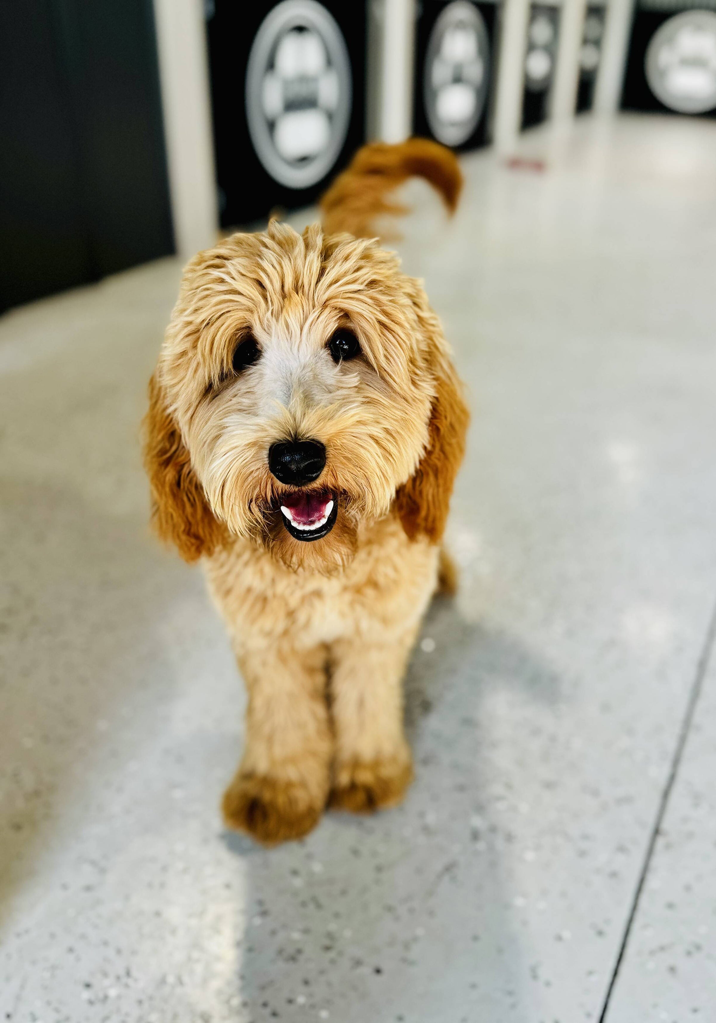 Graham Doodles of Iowa offers dog boarding and puppies in Iowa | Graham ...